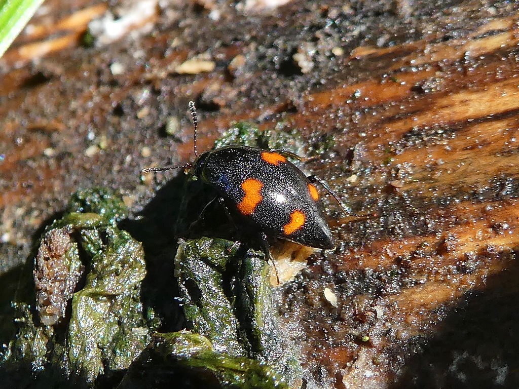 Orange-spotted Scaphidium in July 2023 by grg. approx 5mm · iNaturalist