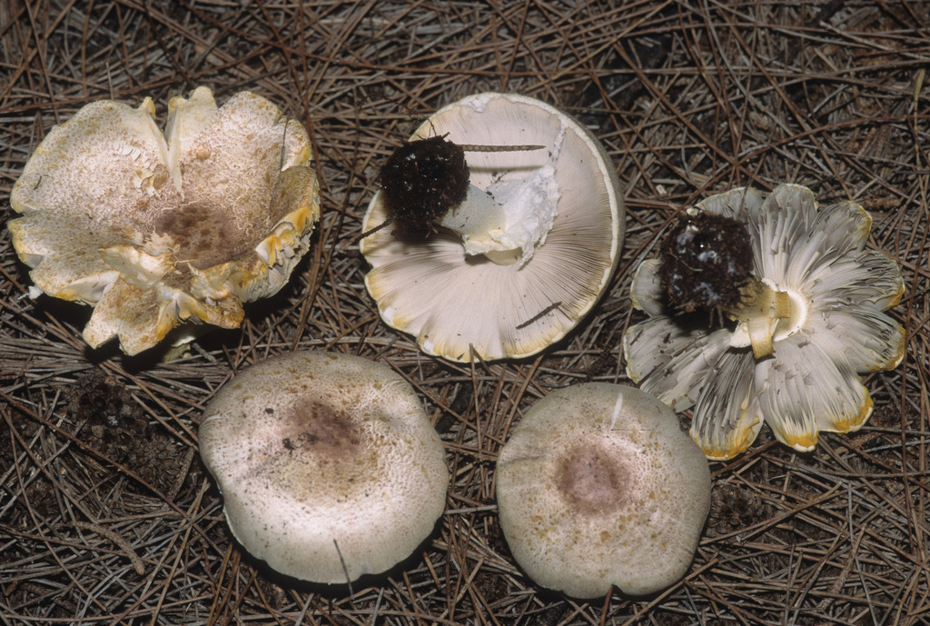 Agaricineae from Hilo, HI 96720, USA on July 3, 2002 at 06:25 PM by ...
