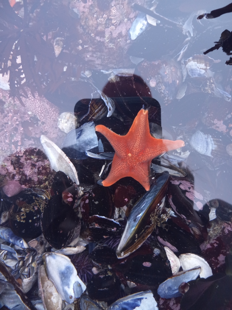 Bat Star from J3M6+9M, Pacific Grove, CA 93950, USA on December 12 ...