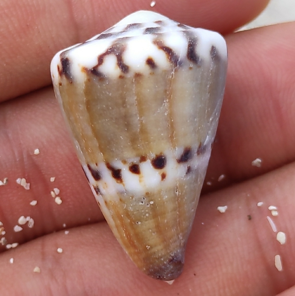 The Captain Cone from Kolovai, Tonga on December 13, 2023 at 10:18 AM ...