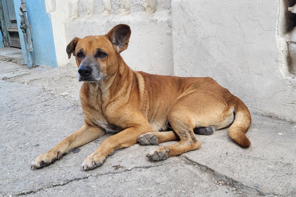 Domestic Dog from Havana, Cuba on December 6, 2023 at 09:09 AM by ...