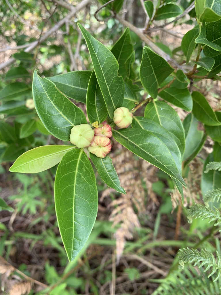 Cheese Tree from Glass House Mountains National Park, Crohamhurst, QLD ...