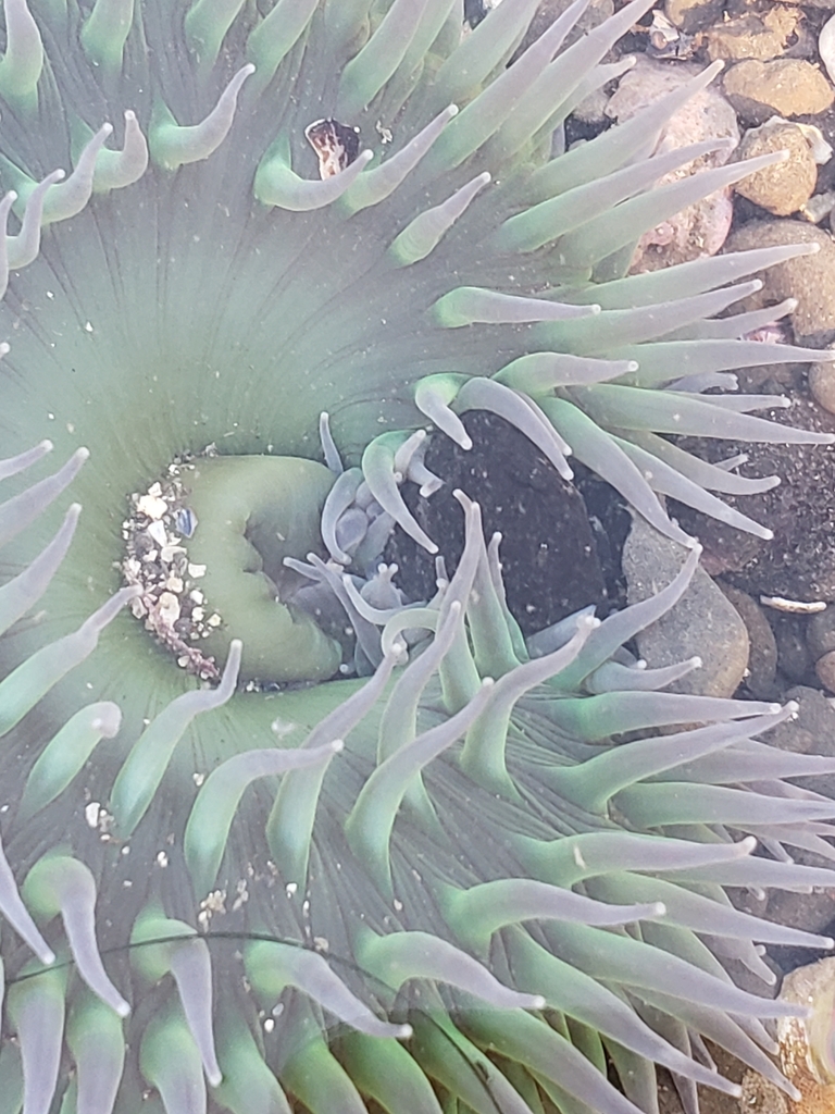 Giant Green Anemone from San Mateo County, CA, USA on December 12, 2023 ...