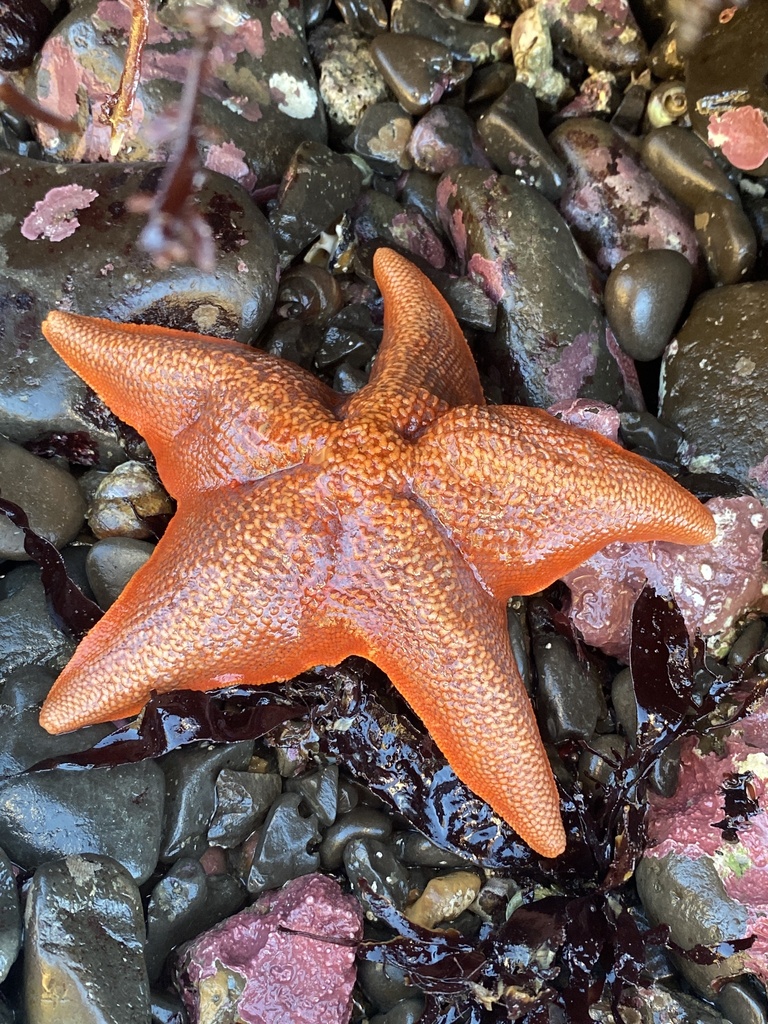 Bat Star from North Pacific Ocean, CA, US on December 12, 2023 at 03:45 ...
