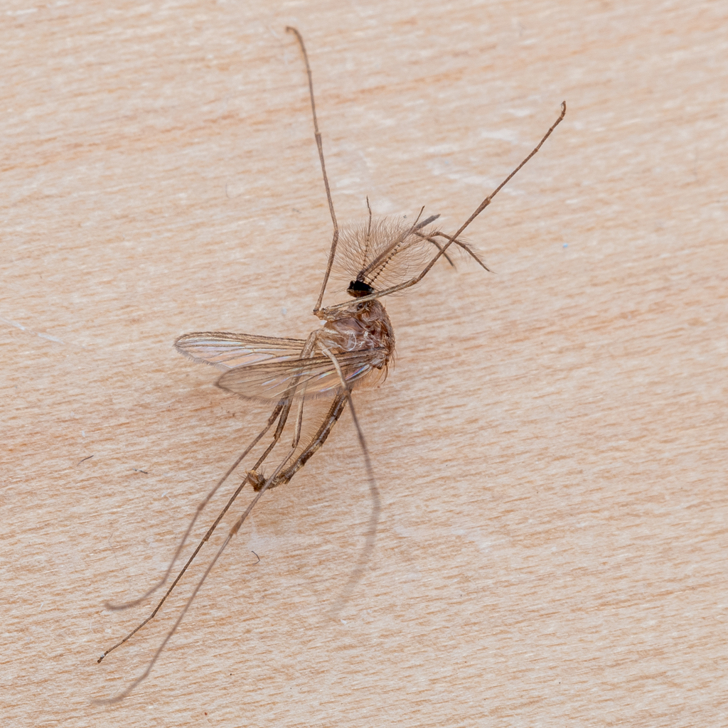 Culicine Mosquitoes in December 2023 by Alan Yoshioka · iNaturalist