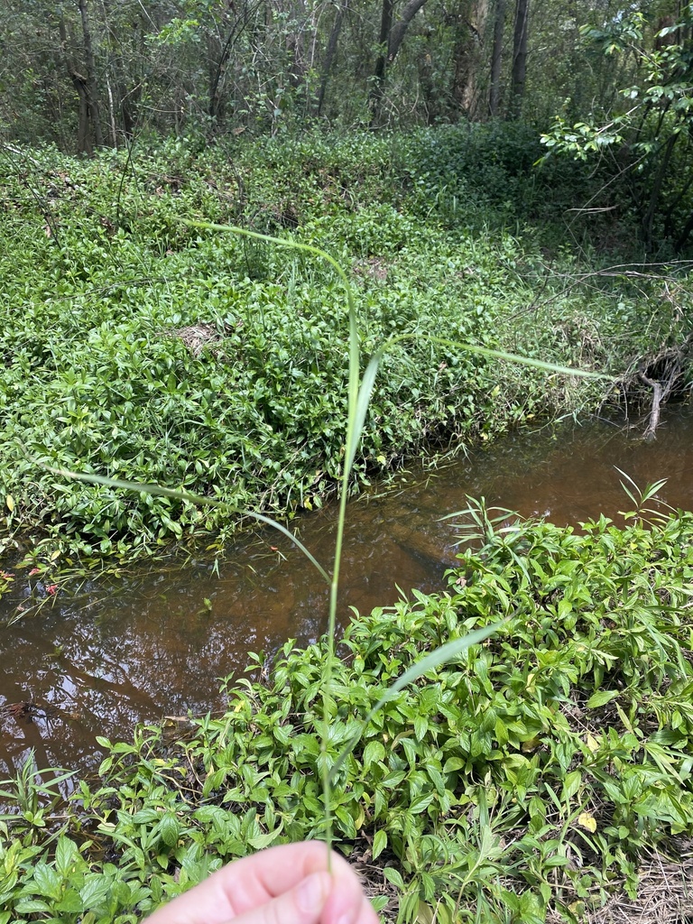 Native rice grass from Valencia Way, Slacks Creek, QLD, AU on November ...