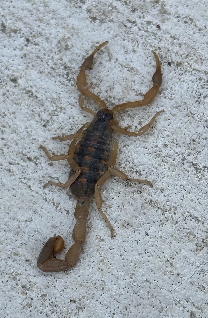 Striped Bark Scorpion from Rosaline Dr, Aubrey, TX, US on December 12 ...