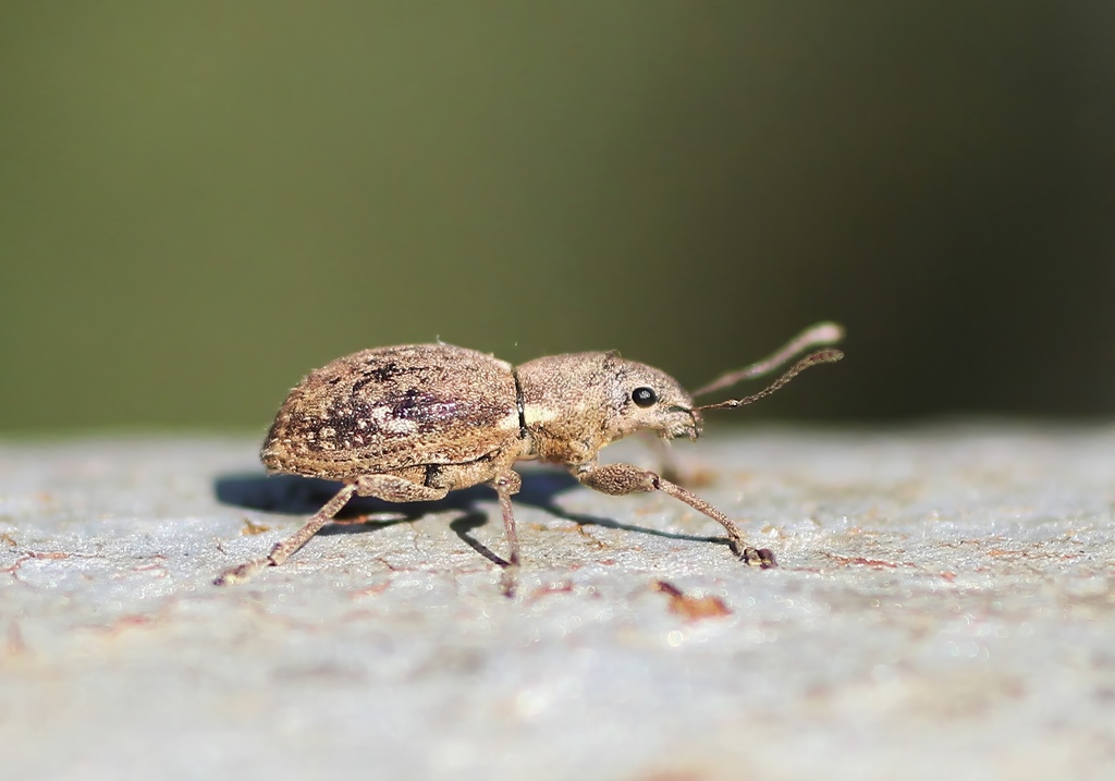 Fuller's rose weevil from Fullerton, CA, USA on December 12, 2023 at 02 ...