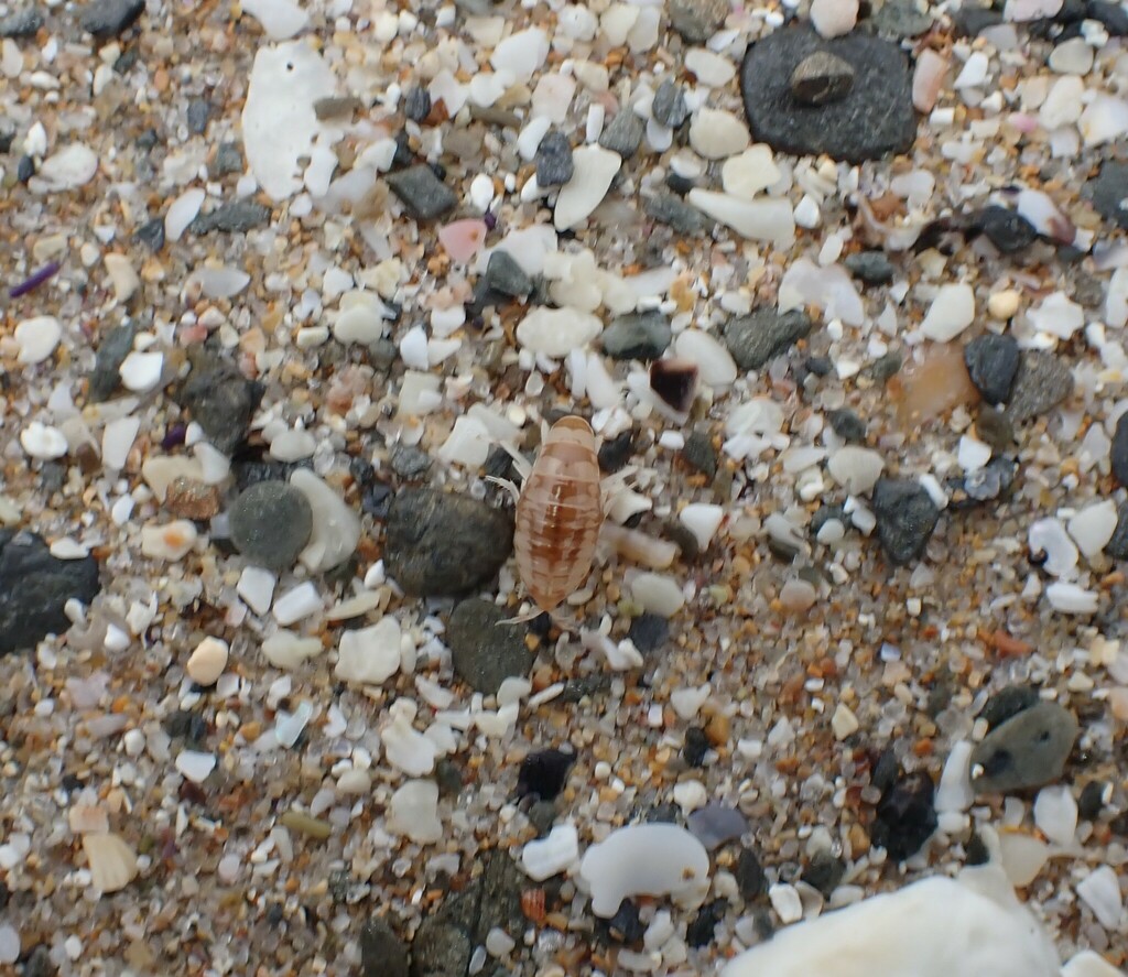 Sandhoppers and Landhoppers from Surprise Bay TAS 7256, Australia on ...