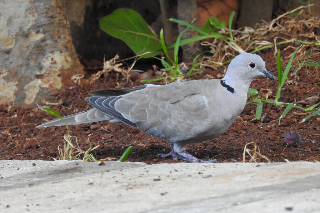 Eurasian Collared-Dove from Havana, Cuba on December 5, 2023 at 02:10 ...