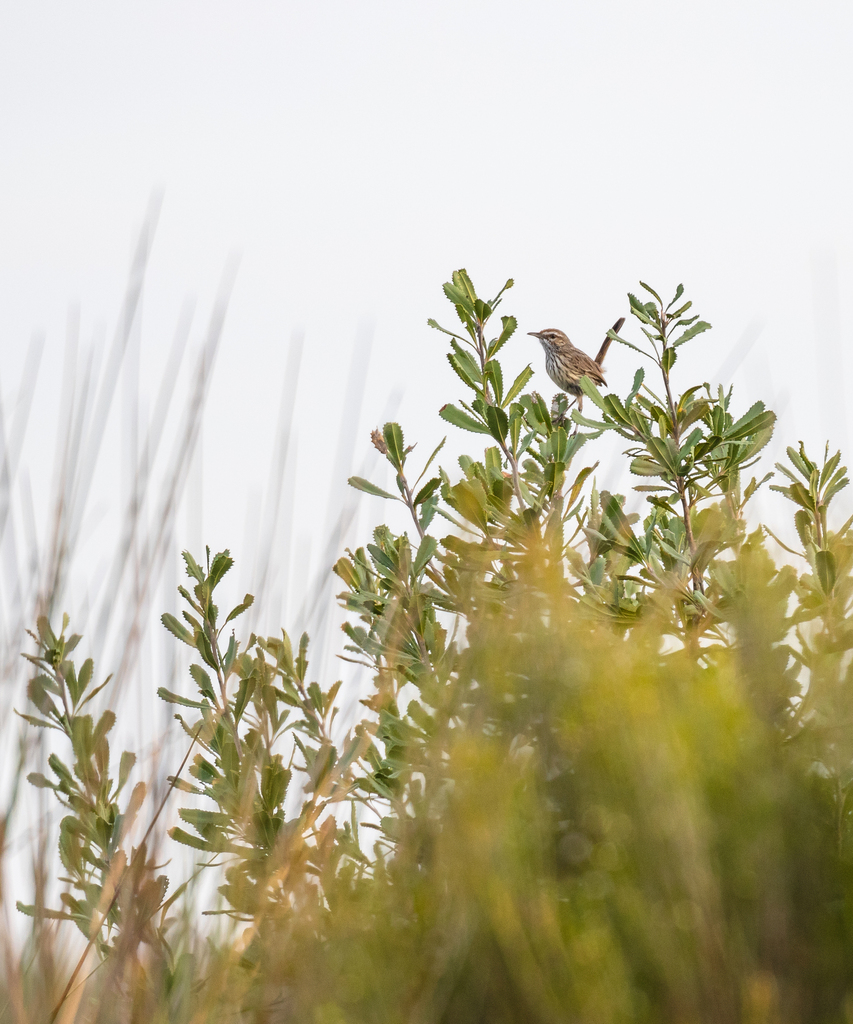 Rufous Fieldwren from Ngarkat SA 5302, Australia on December 6, 2023 at ...