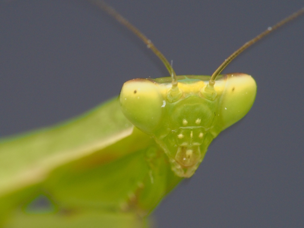 New Zealand Mantis from North Island, Kaeo, Northland, NZ on December ...