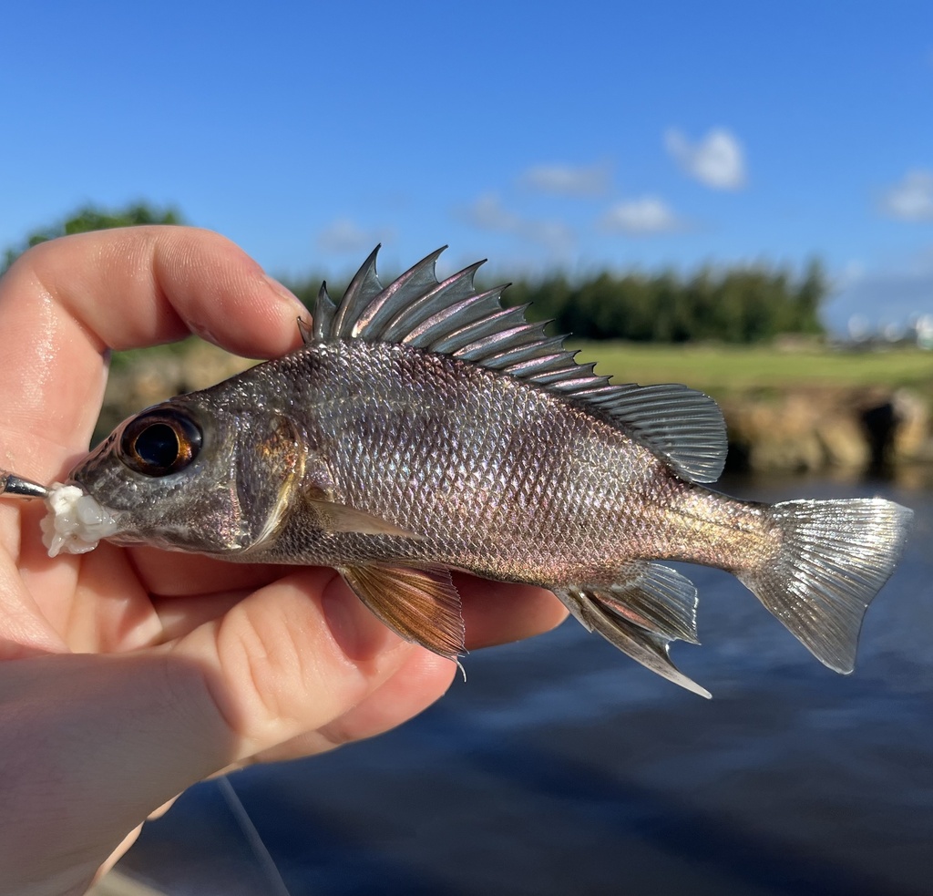 Burro Grunt from Puerto Rico, Cataño, Puerto Rico, US on December 9 ...