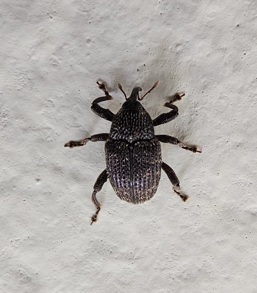 Flower Weevils from CPH4+98, 77734 Grand Sirenis, Q.R., Mexico on ...