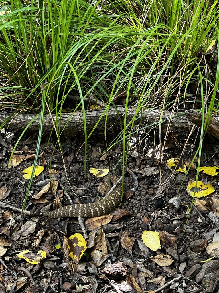 Common Death Adder in August 2023 by Fi Sharman · iNaturalist