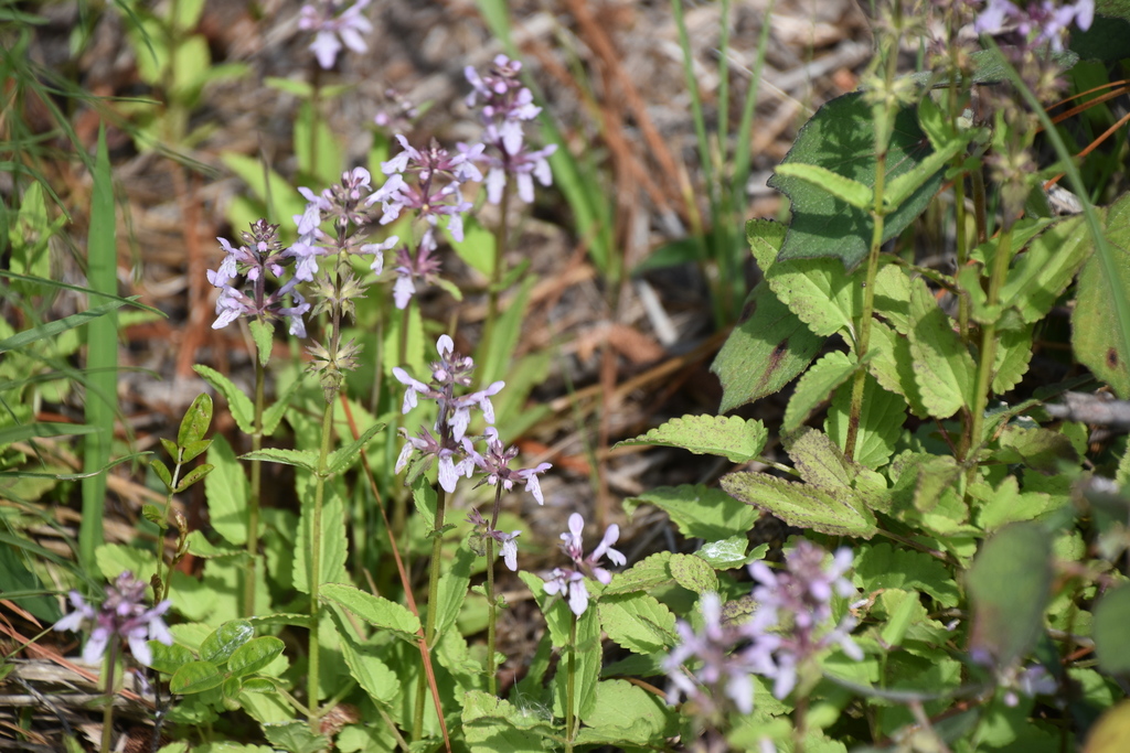 Florida Hedgenettle from Hilochee WMA on April 3, 2019 by Tom Palmer ...