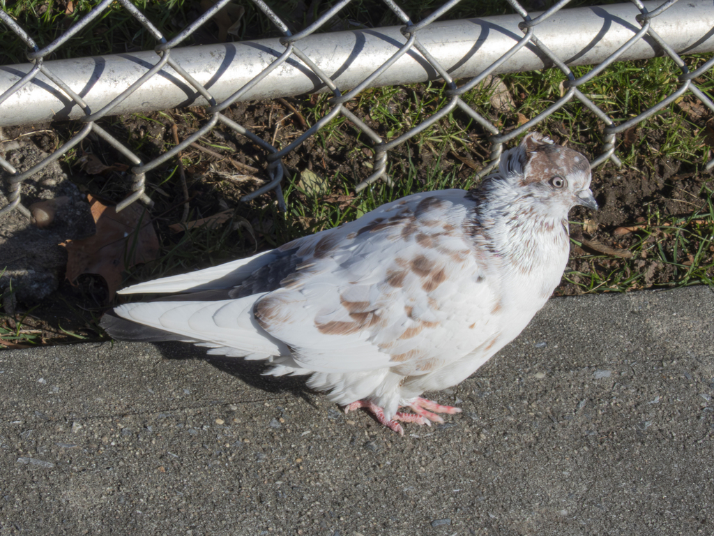 Feral Pigeon from Bath Beach, Brooklyn, NY, USA on December 12, 2023 at ...