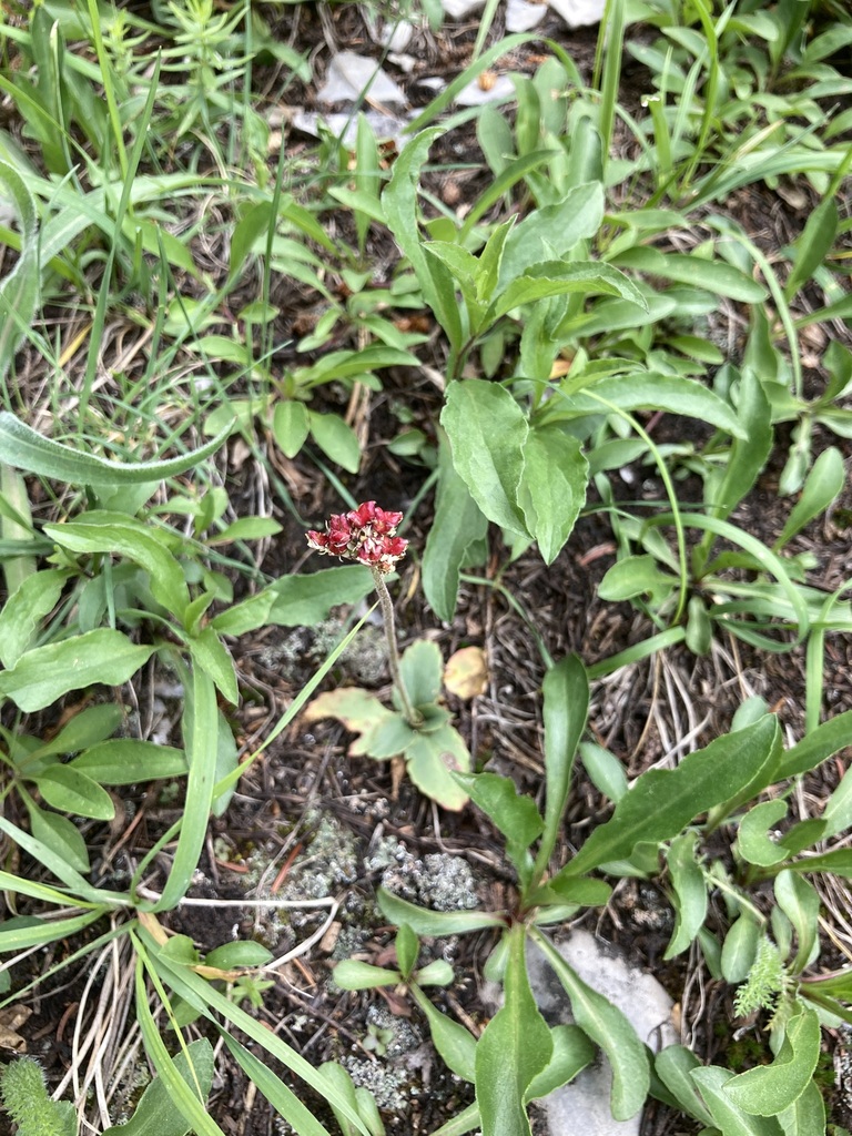 Western Saxifrage from Kananaskis, AB T0L, Canada on July 3, 2023 at 11 ...