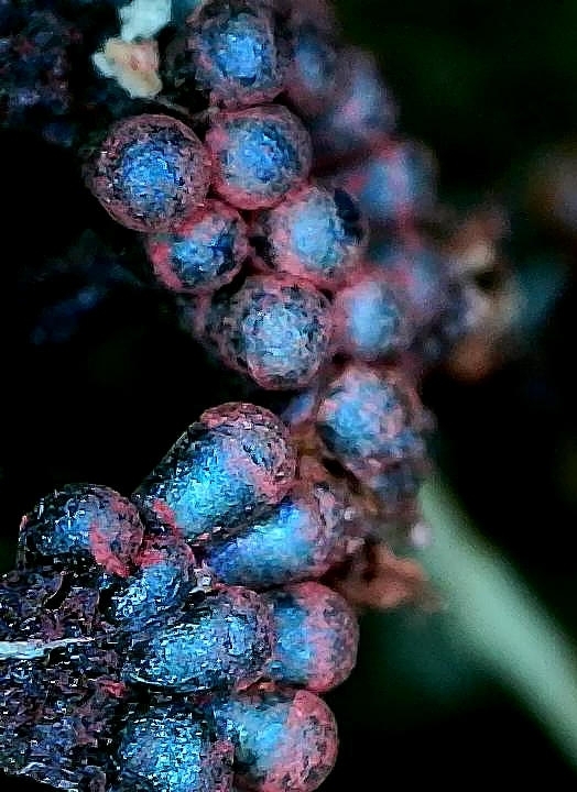 Wasp's Nest Slime Mold in September 2023 by lynath · iNaturalist