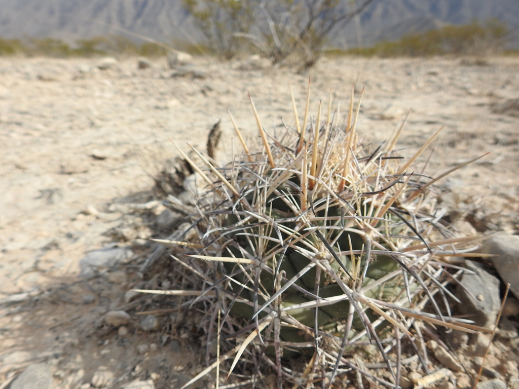 Long-tubercled Cory Cactus in December 2023 by FERNANDO QUIROZ ...