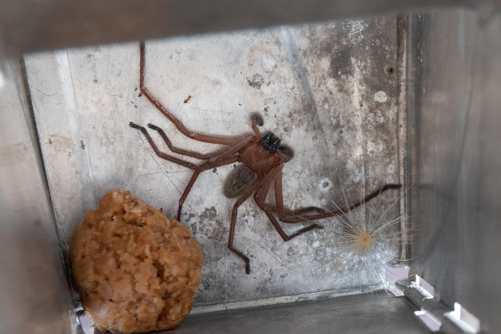 Social Huntsman Spider from Douglas VIC 3409, Australia on November 23 ...