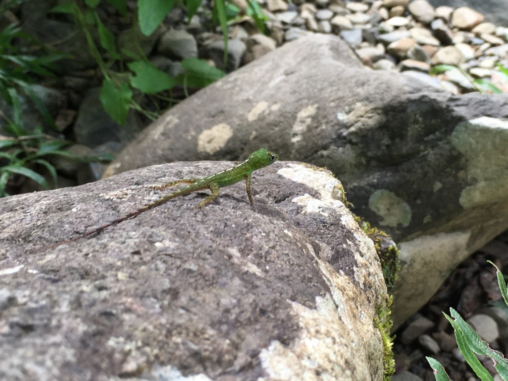 Emerald anole from El Yunque National Forest, Puerto Rico on February ...