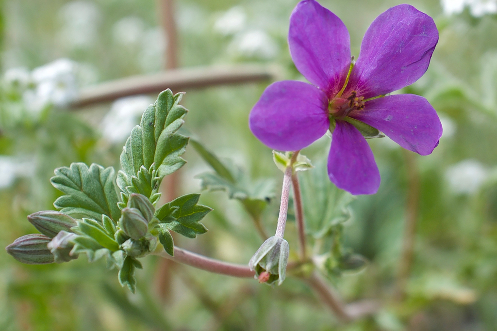 Texas stork's bill from Riverside County, CA, USA on March 6, 2019 at ...