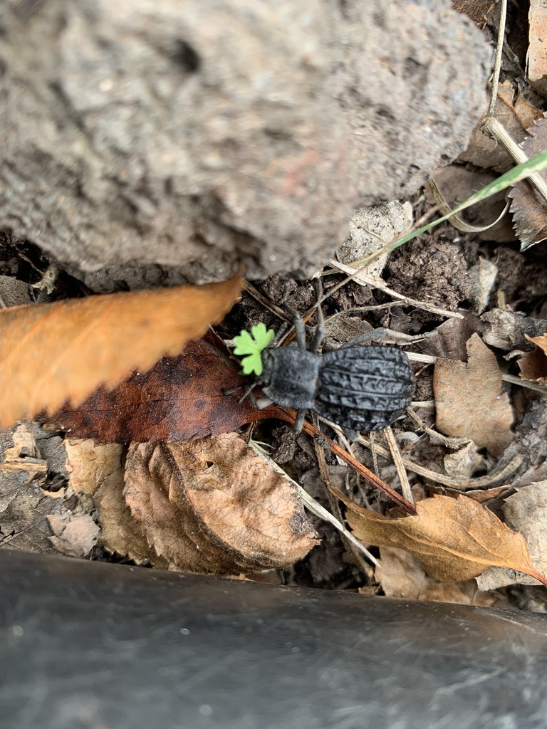Stenomorpha clathrata from Tehuacán-Cuicatlán Biosphere Reserve ...