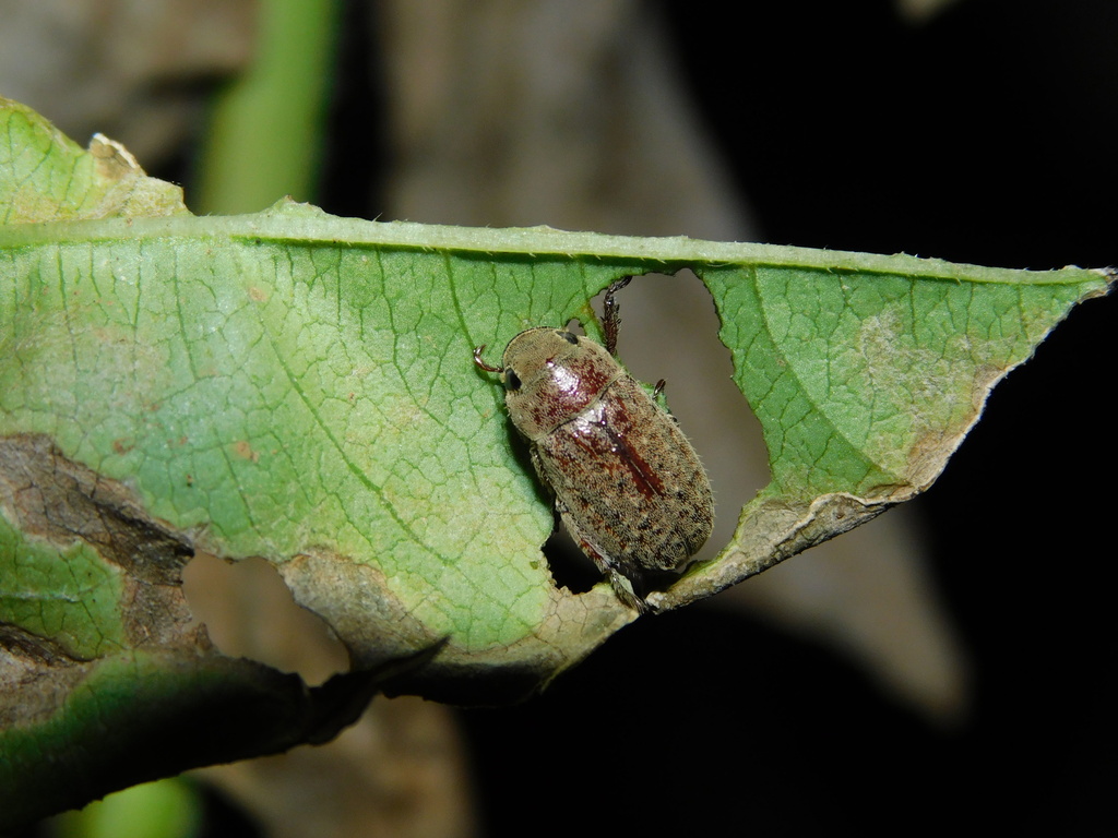 Adoretus from Rancaekek, Bandung Regency, West Java, Indonesia on ...