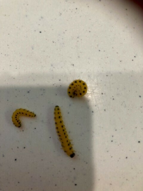 hairy poplar sawfly from 15 Keenans Road, Newland 7772, New Zealand on ...