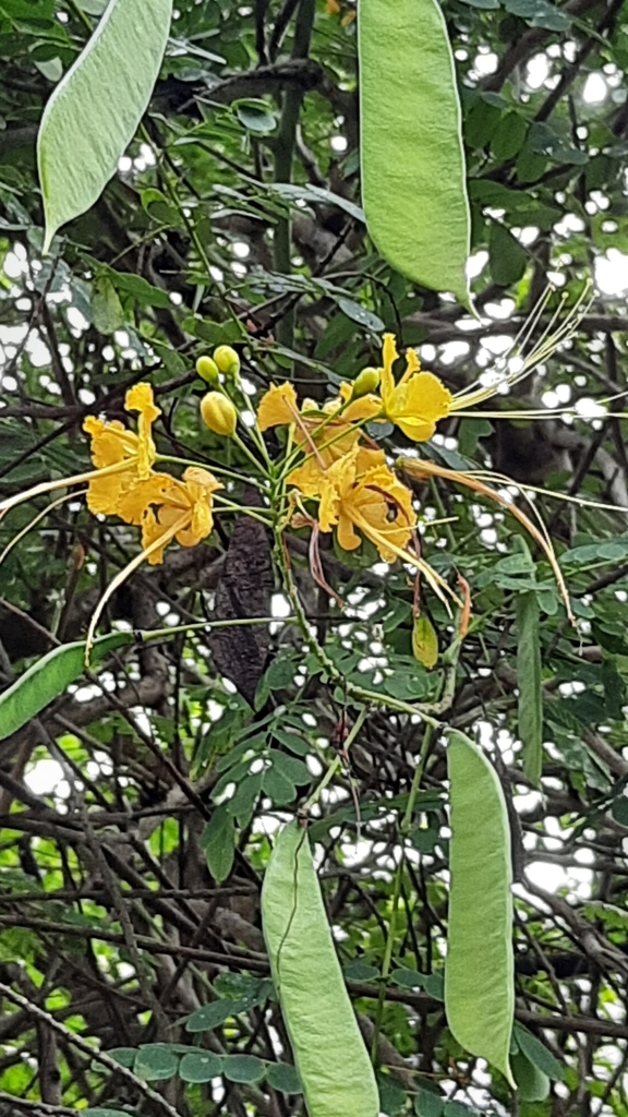 peacock flower from 2, Kadolkar Colony, Talegaon Dabhade, Maharashtra ...