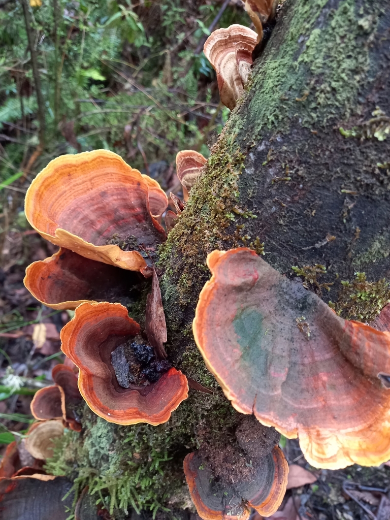 False Turkey-Tail in December 2023 by Susannah Maher · iNaturalist