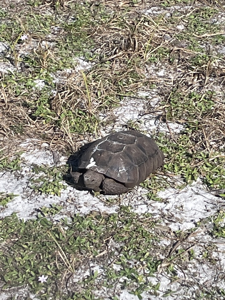 Gopher Tortoise in December 2023 by giran9 · iNaturalist