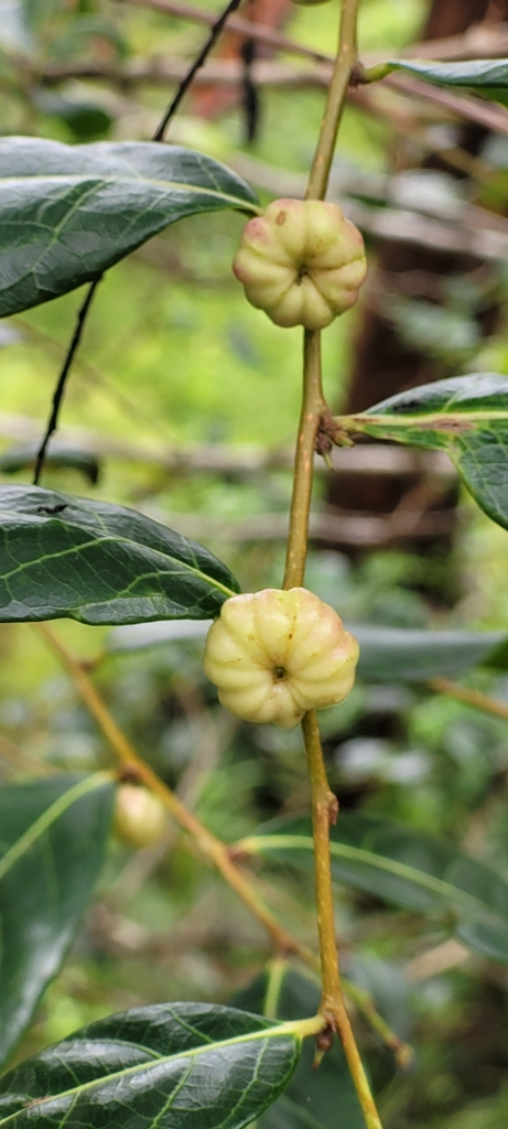 Cheese Tree in November 2023 by messy_jessy · iNaturalist