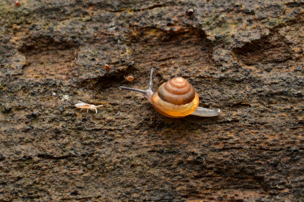 Common Land Snails and Slugs from San José, Atenas, Purires, Costa Rica ...