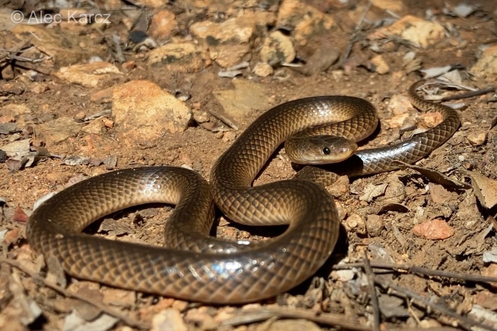 Carpentaria Whip Snake from Douglas, QLD, AU on December 12, 2023 at 09 ...
