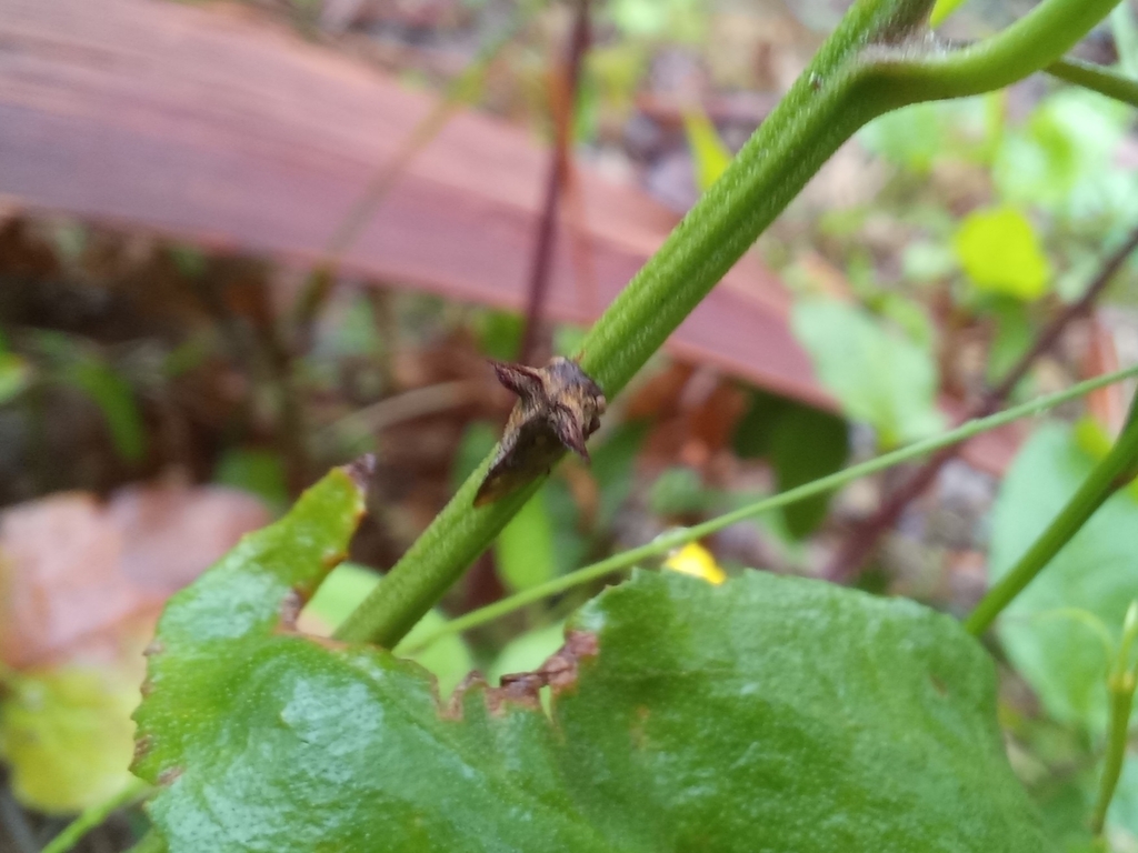 Tri-horned treehopper in December 2023 by Susannah Maher · iNaturalist