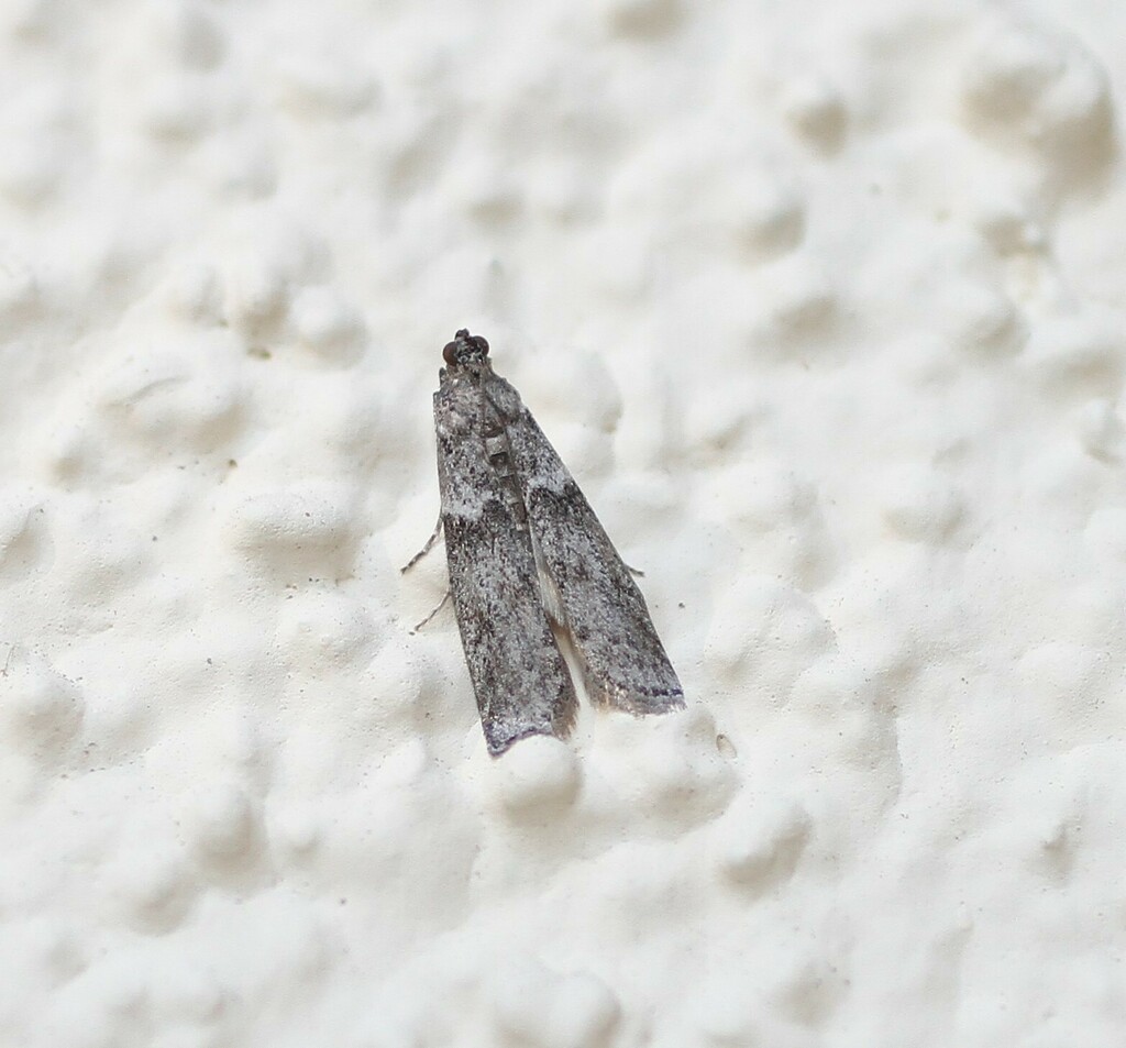 Dusky Raisin Moth from Fullerton, CA, USA on December 12, 2023 at 02:13 ...