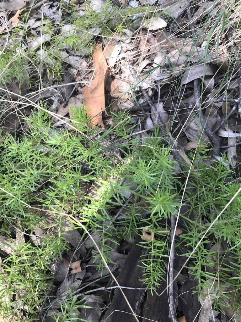 African Asparagus from Maluga Passive Park, Birrong, NSW, AU on ...