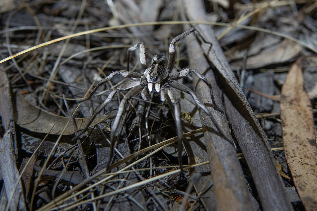 Union-Jack Wolf Spiders from Douglas VIC 3409, Australia on November 23 ...