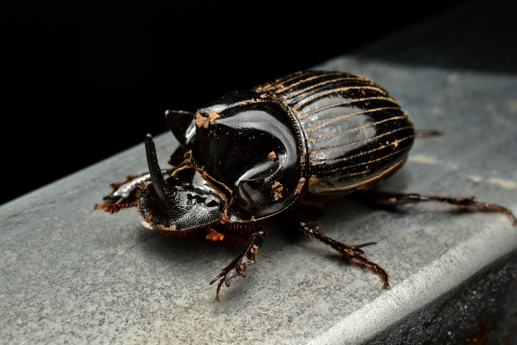 Copris costaricensis from San José, Turrubares, San Pablo, Purires ...