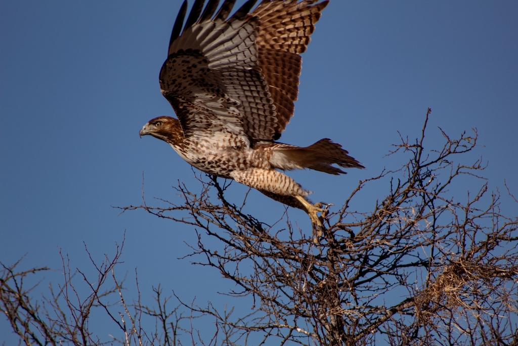 Red-tailed Hawk from 85257 Son., México on December 10, 2023 at 02:22 ...