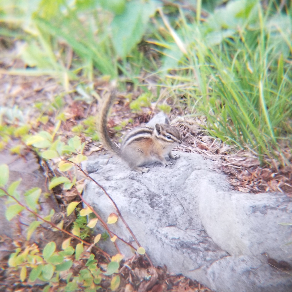 Chipmunks from Paradise, Mount Rainier National Park, WA, USA on ...