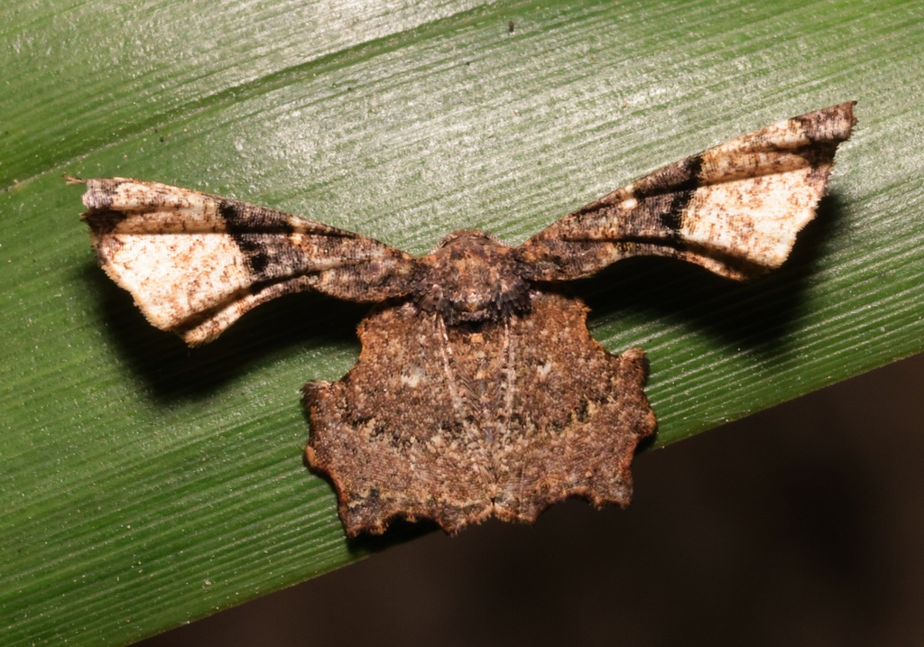Monobolodes pernigrata from Shuen Wan, Hong Kong on December 10, 2023 ...