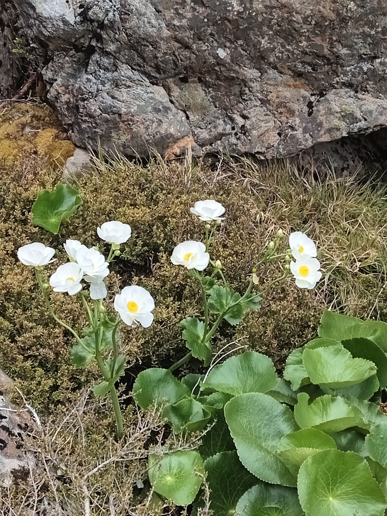 Mount Cook lily from Arthurs Pass, Arthur's Pass National Park, NZ-WC ...