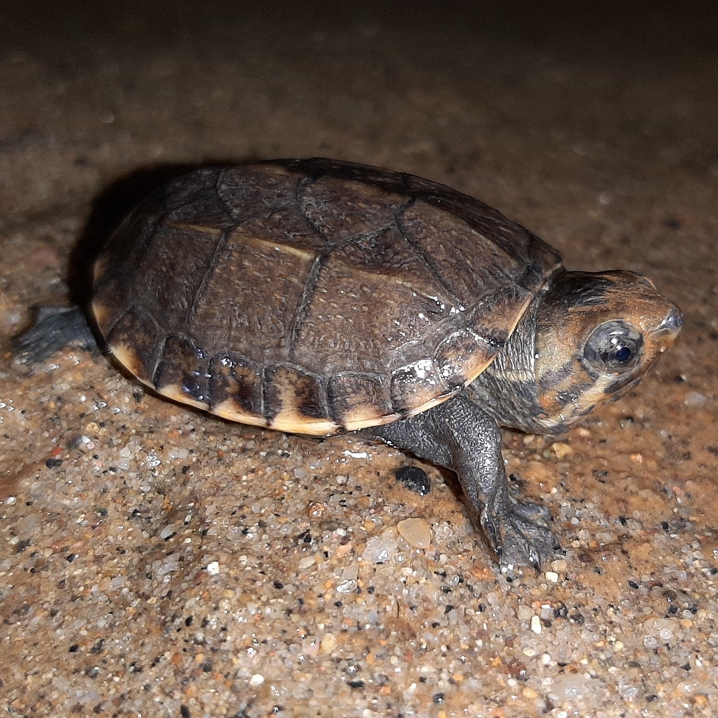 Scorpion Mud Turtle from Usiacurí, Atlántico, Colombia on June 6, 2022 ...