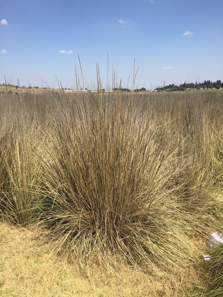 Muhlenbergia macroura from Mexico City, Mexico on February 22, 2020 at ...