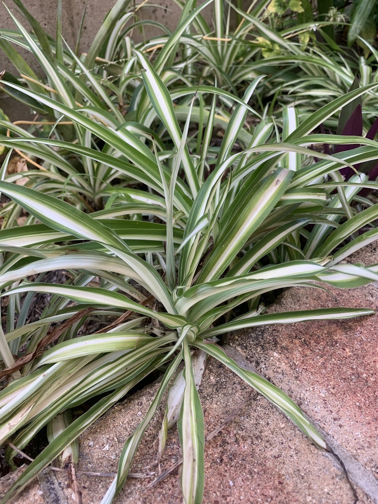 Spider plant from Convent La, Yamba, NSW, AU on December 13, 2023 at 04 ...