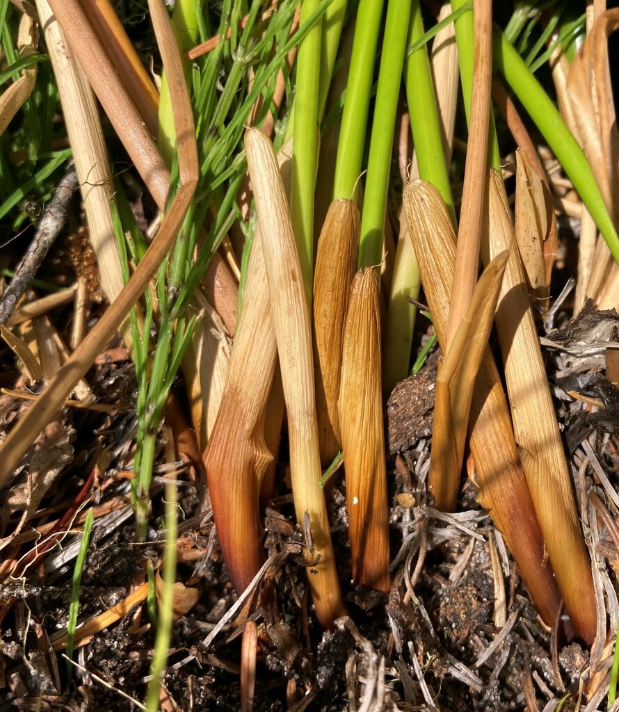 Soft Rush from pond near Owyhigh Lakes trailhead, Mount Rainier ...
