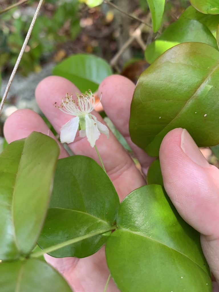 Surinam Cherry from Mon Repos Conservation Park, Mon Repos, QLD, AU on ...